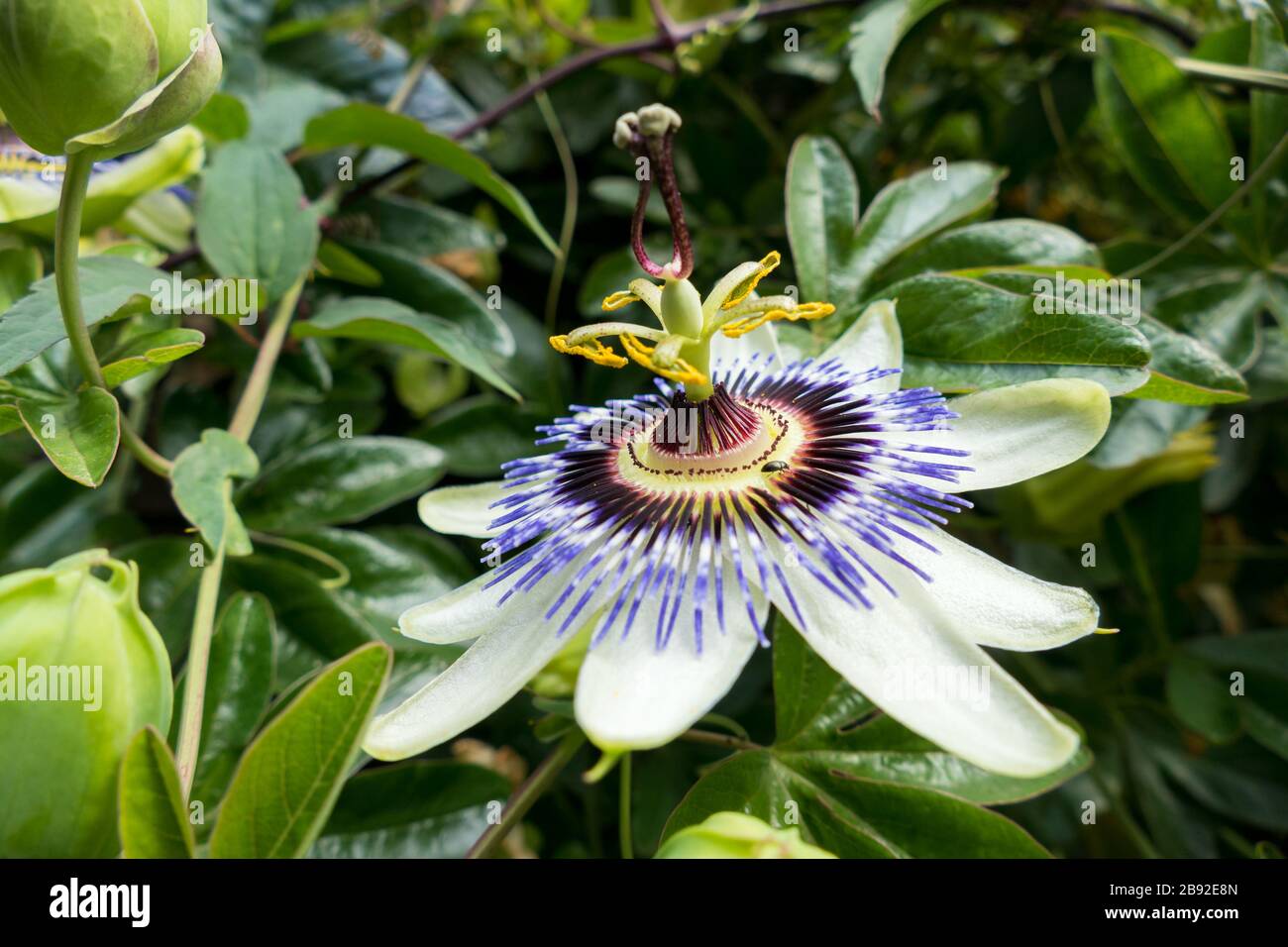 Hybride de fleur de la passion Banque de photographies et d’images à ...