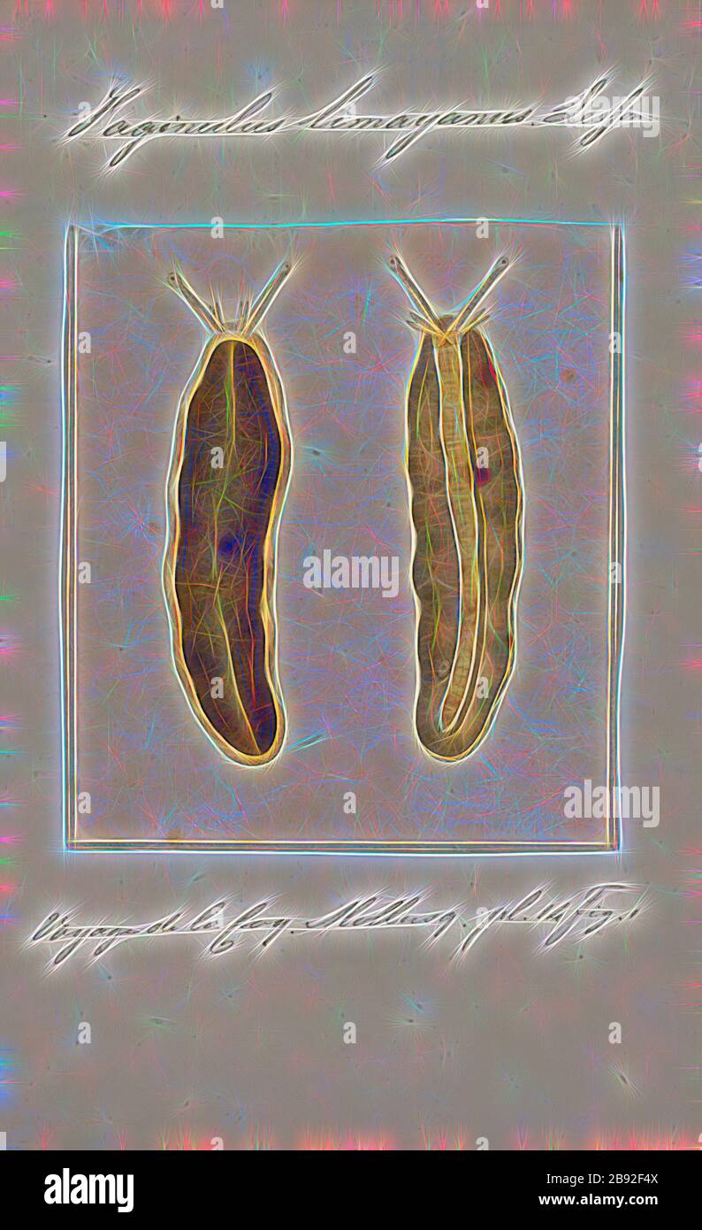 Mollusques pulmonatastropodes terrestres sans coquille Banque de ...