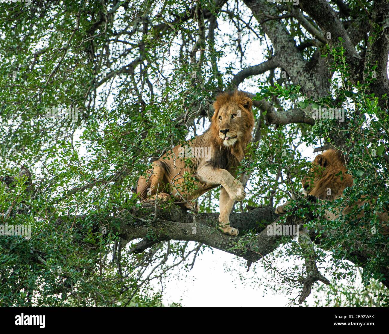 Reflection of a lion Banque de photographies et d’images à haute ...