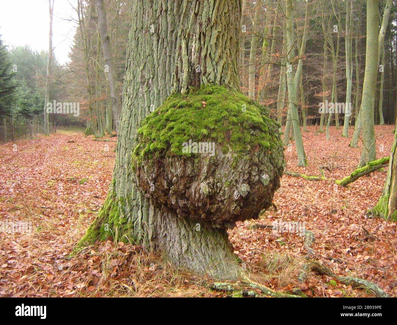 Le chene rouvre Banque de photographies et d’images à haute résolution ...