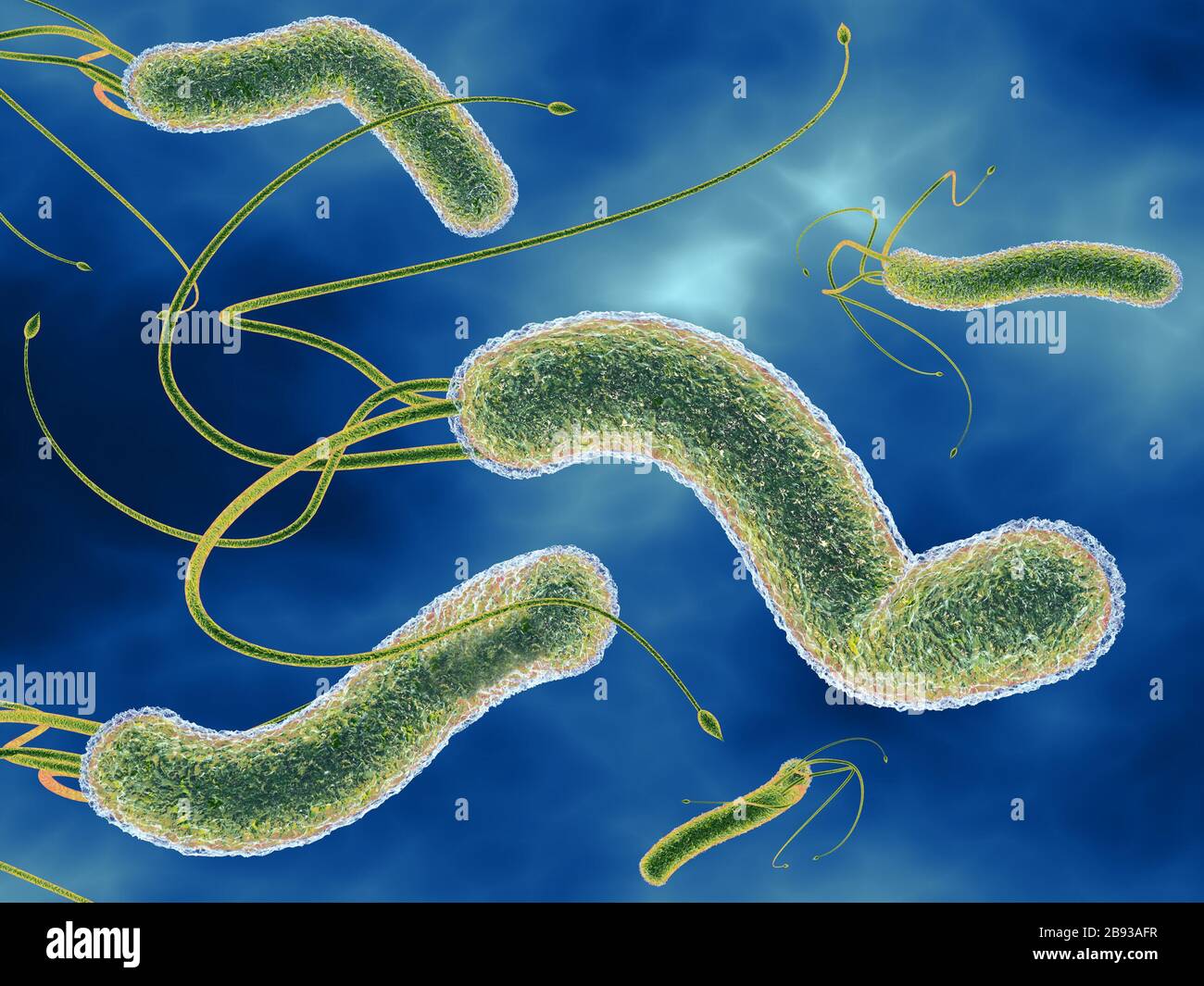 Helicobacter pylori bacteria Banque de photographies et d’images à ...