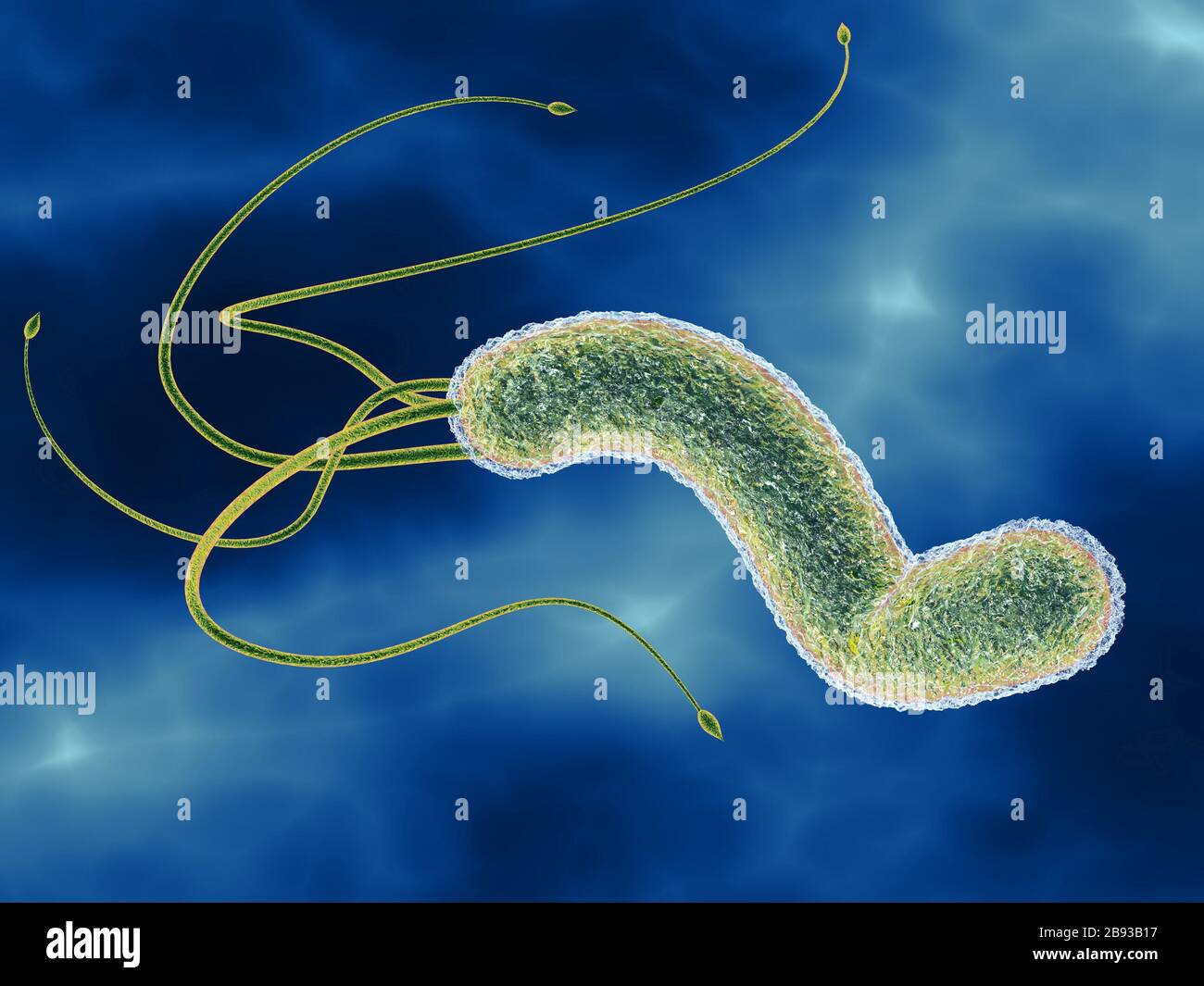 Illustration en relief montrant la vue microscopique d'une bactérie ...