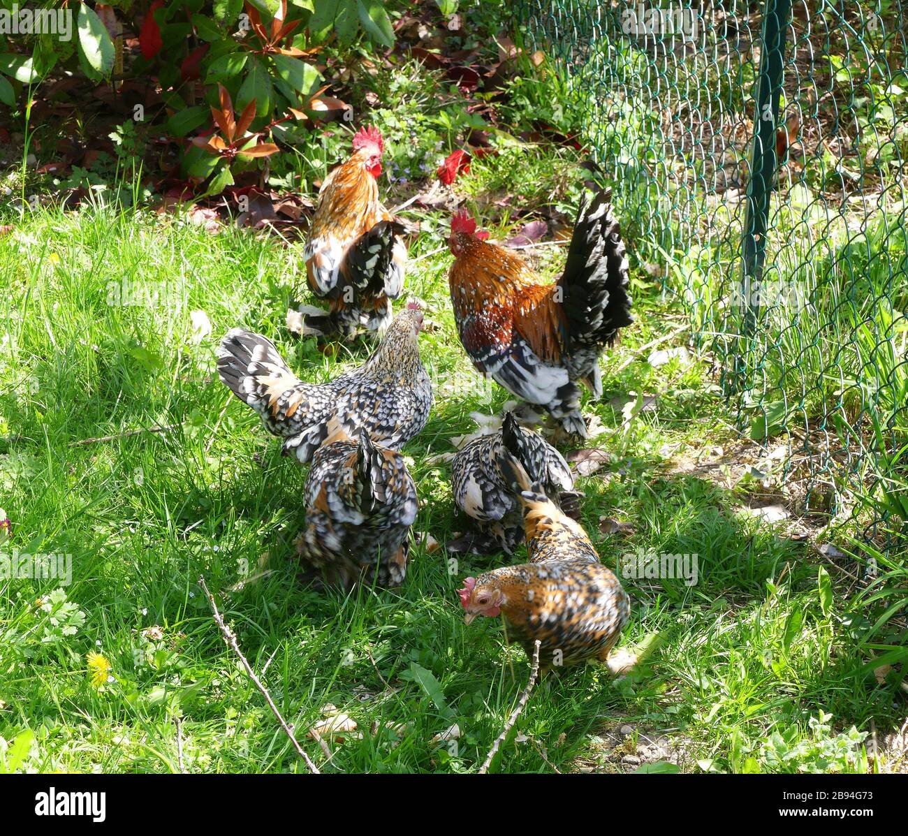 Poules naines Banque de photographies et d’images à haute résolution ...