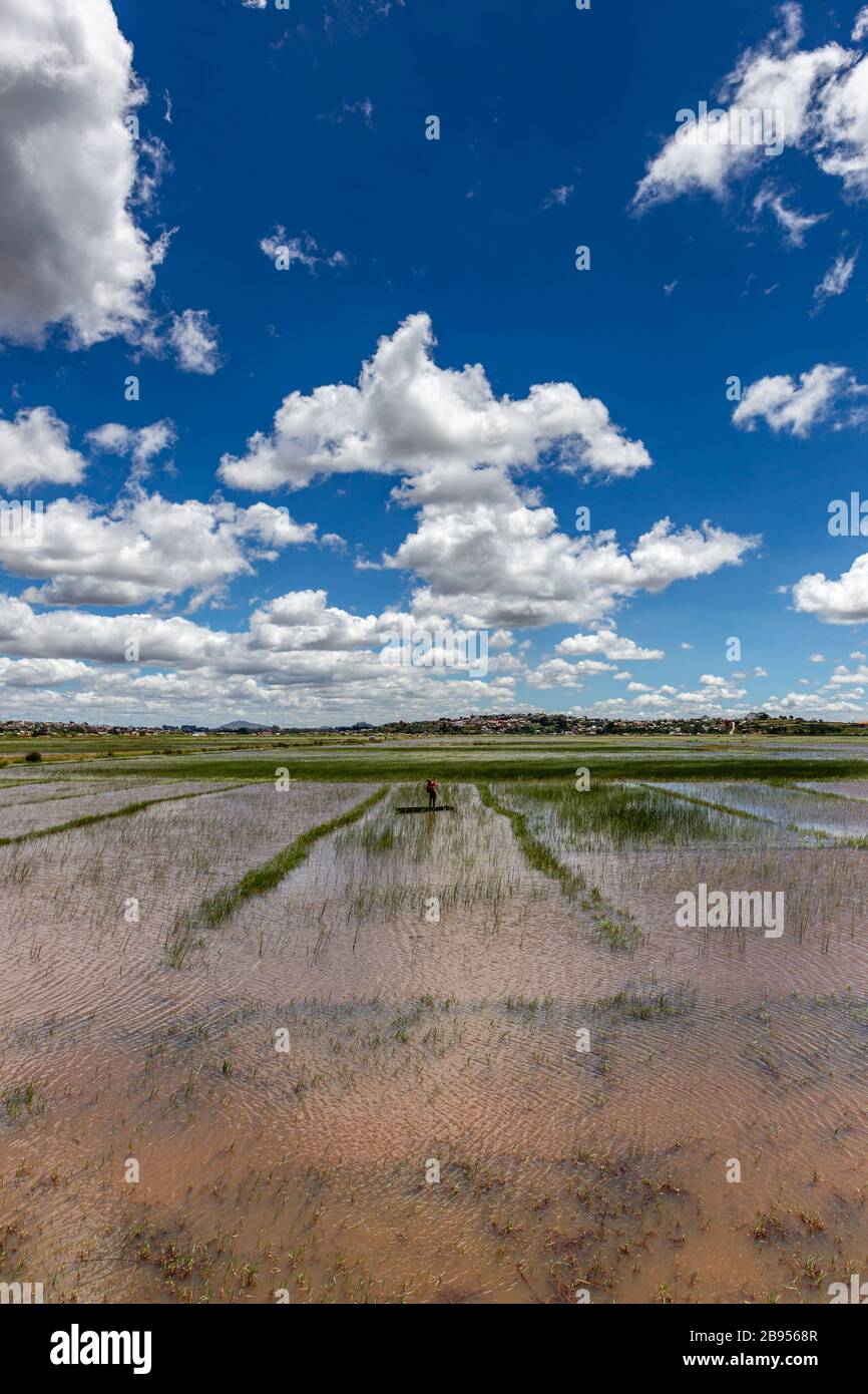 Paysage de rizière madagascar Banque de photographies et d’images à ...
