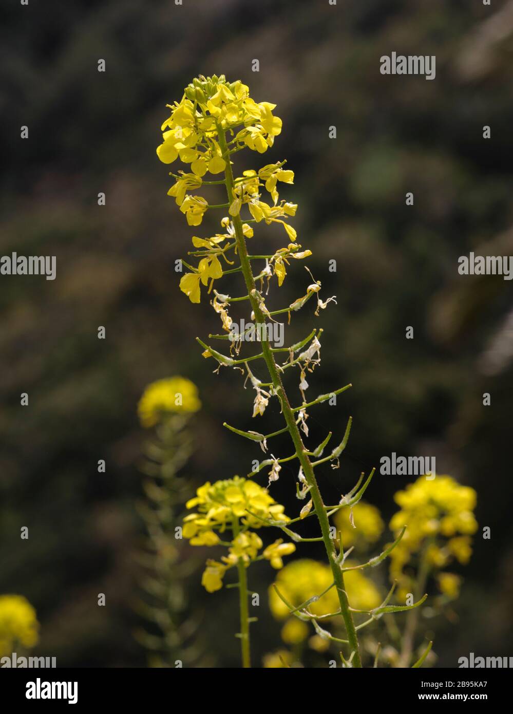 Sinapis alba Banque de photographies et d’images à haute résolution - Alamy