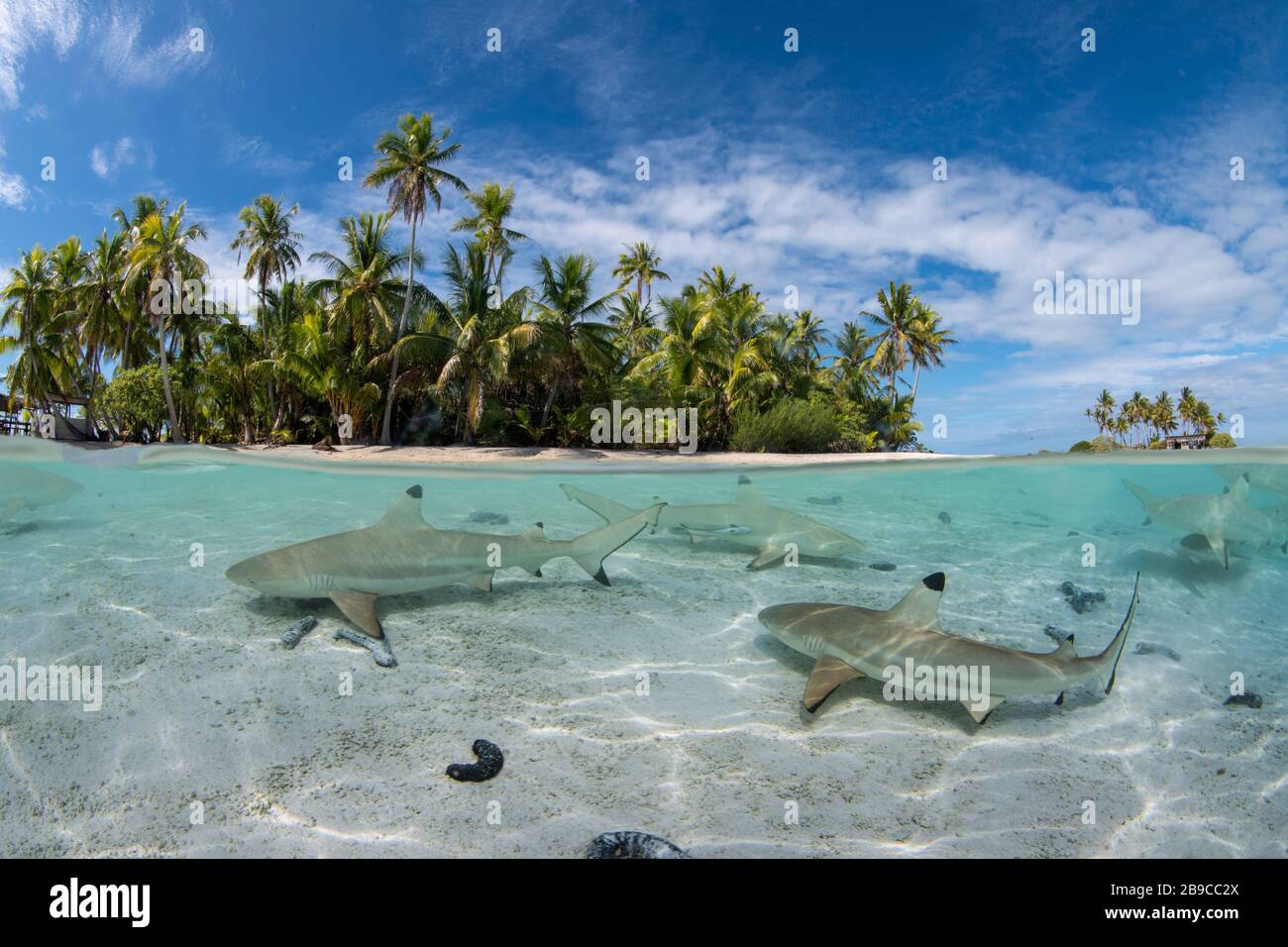 Lagon du pays des palmiers Banque de photographies et d’images à haute ...
