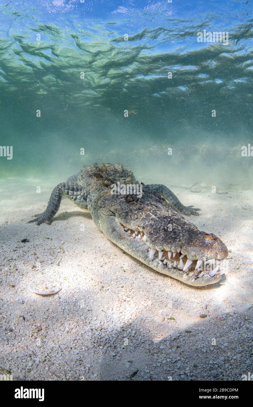 Crocodile Dans L'eau Banque d'image et photos - Alamy