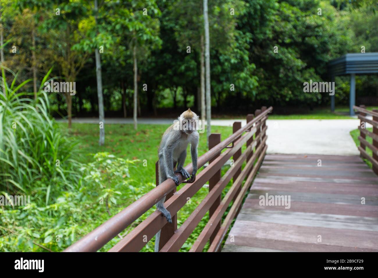 Un petit singe grimpant sur la poutre en bois du pont à Admiralty Park ...