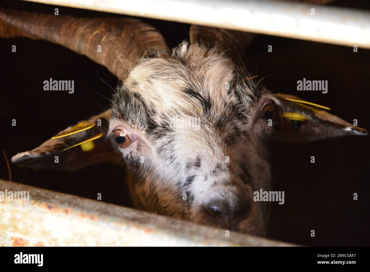 Le rove Banque de photographies et d’images à haute résolution - Alamy