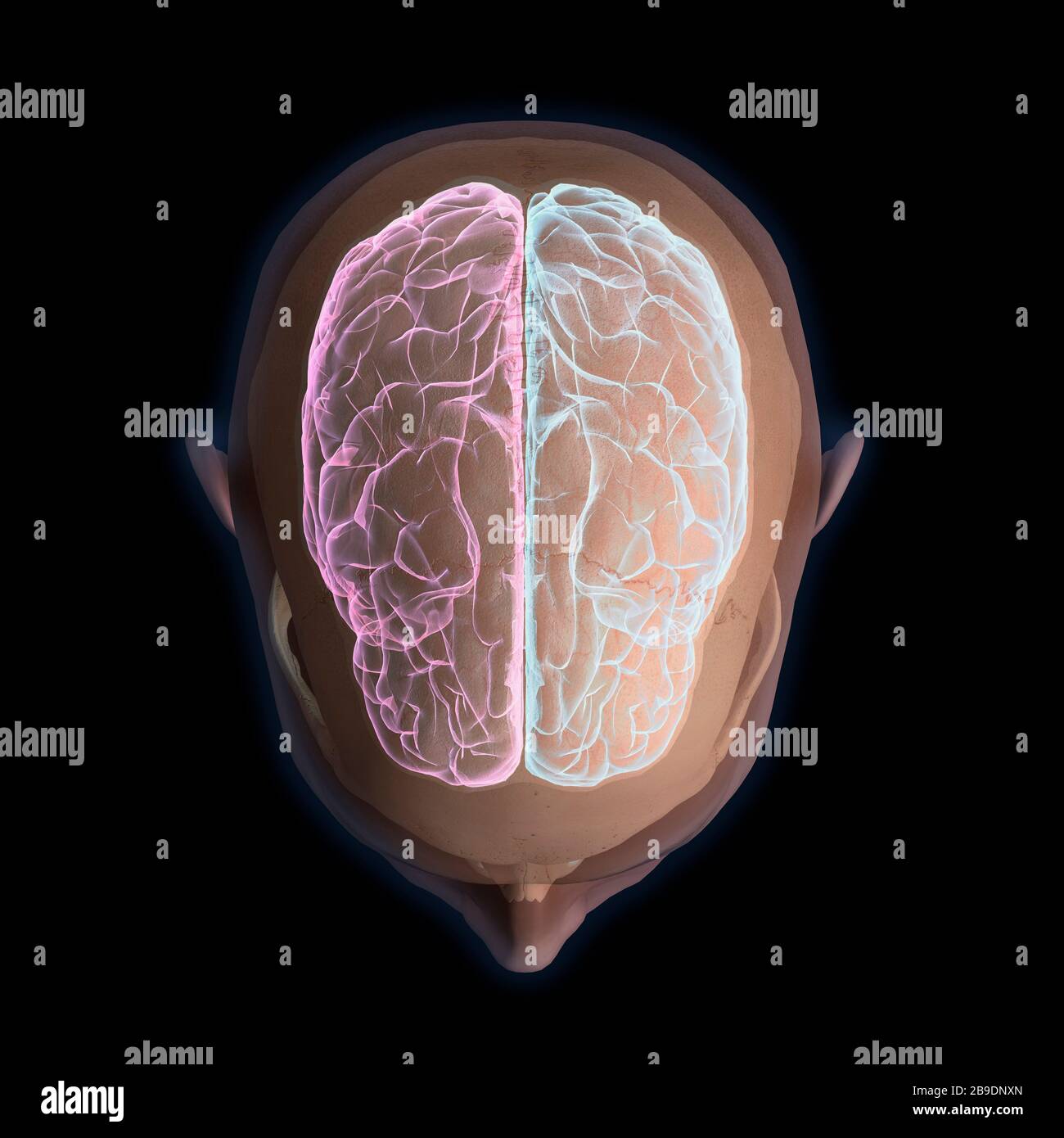 Rendu tridimensionnel de la vue de dessus de la tête humaine et du ...