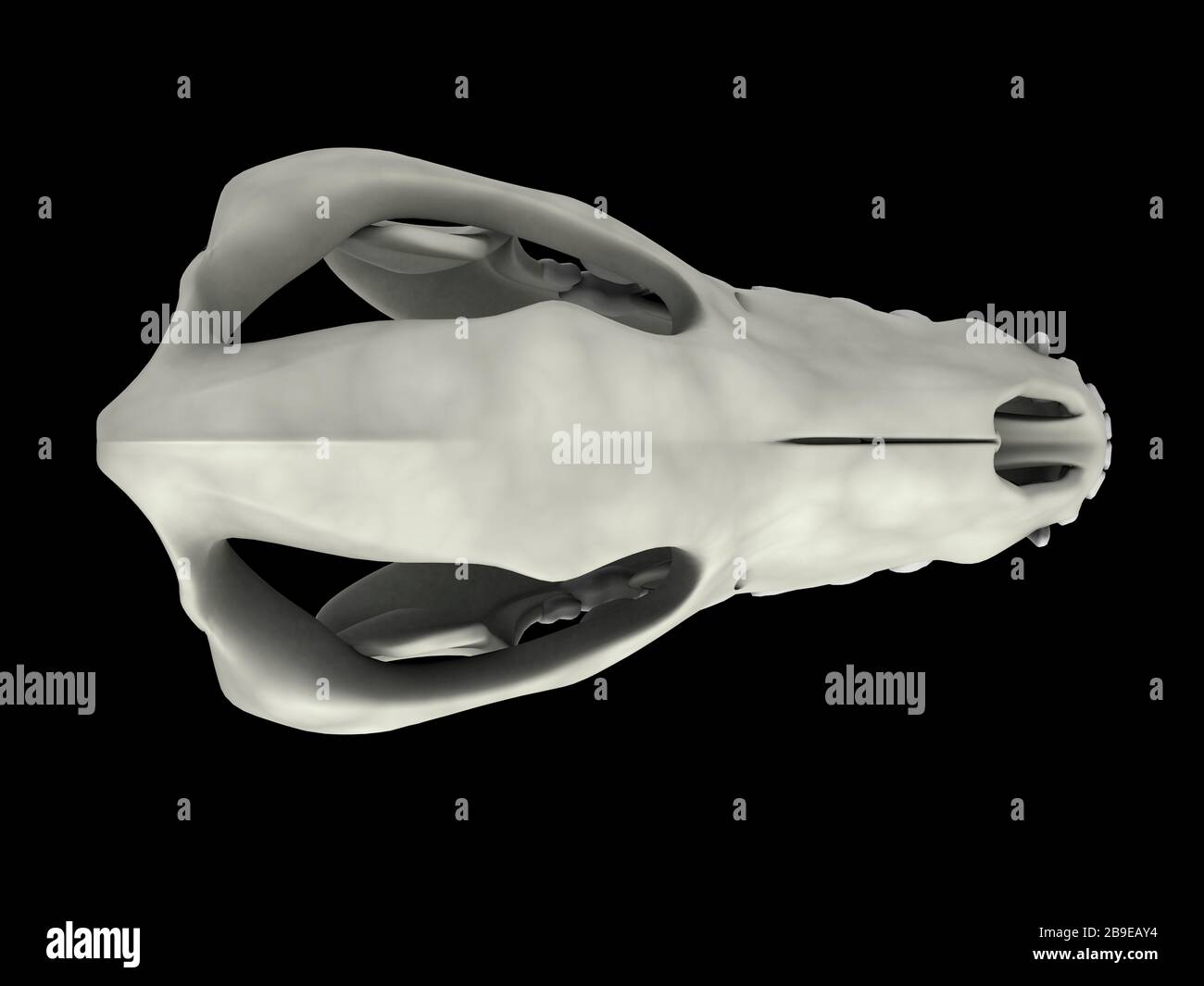 Animal skull illustration Banque de photographies et d’images à haute ...