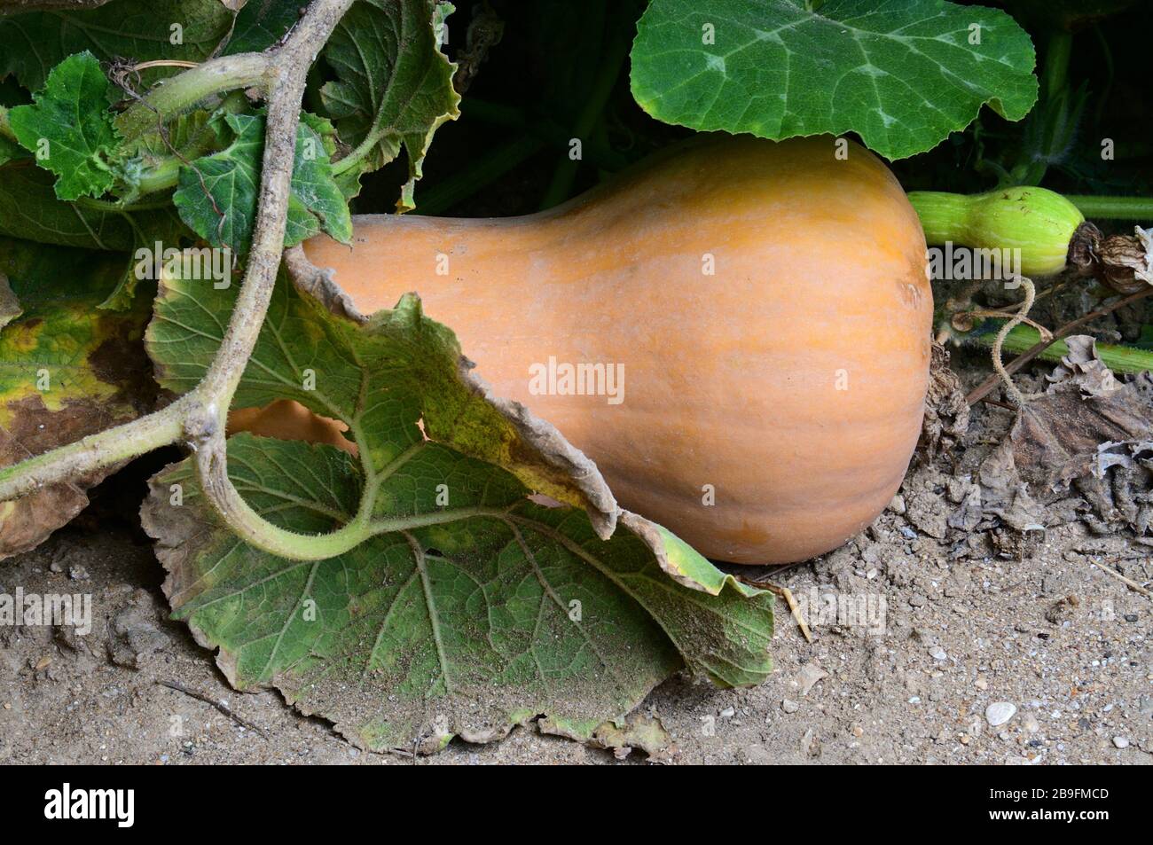 Citrouille allongée Banque de photographies et d’images à haute ...