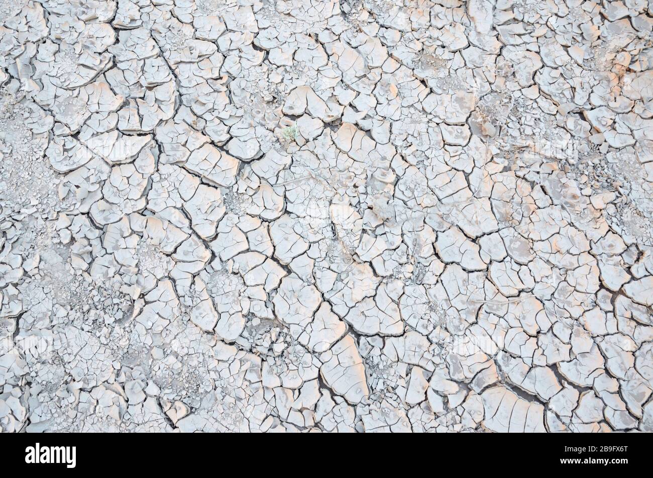 Mud fish Banque de photographies et d’images à haute résolution - Alamy