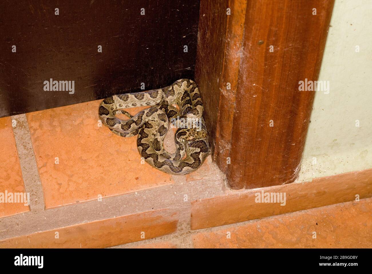 Bothrops jararaca Banque de photographies et d’images à haute ...