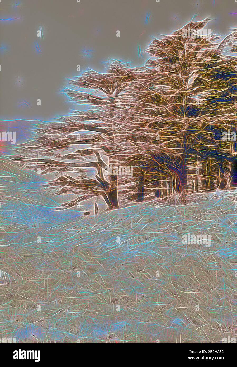 Les cèdres du Liban, Cedrus libani Barr. Branches de cèdres. 1900, au ...