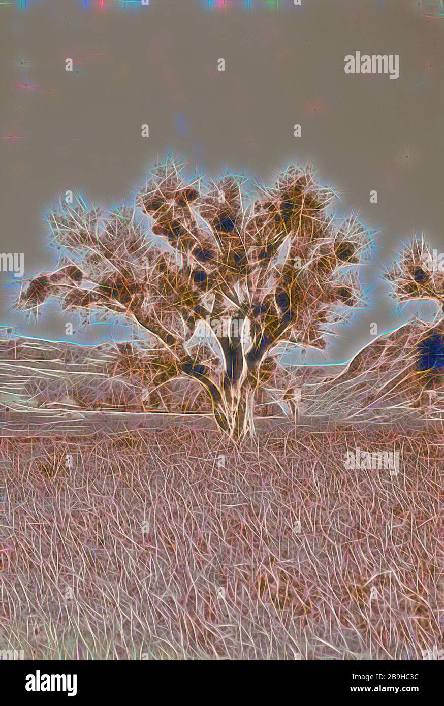 Les arbres et arbustes avec Olivier gui. (Viscum cruciatum Sieb.). 1900 ...