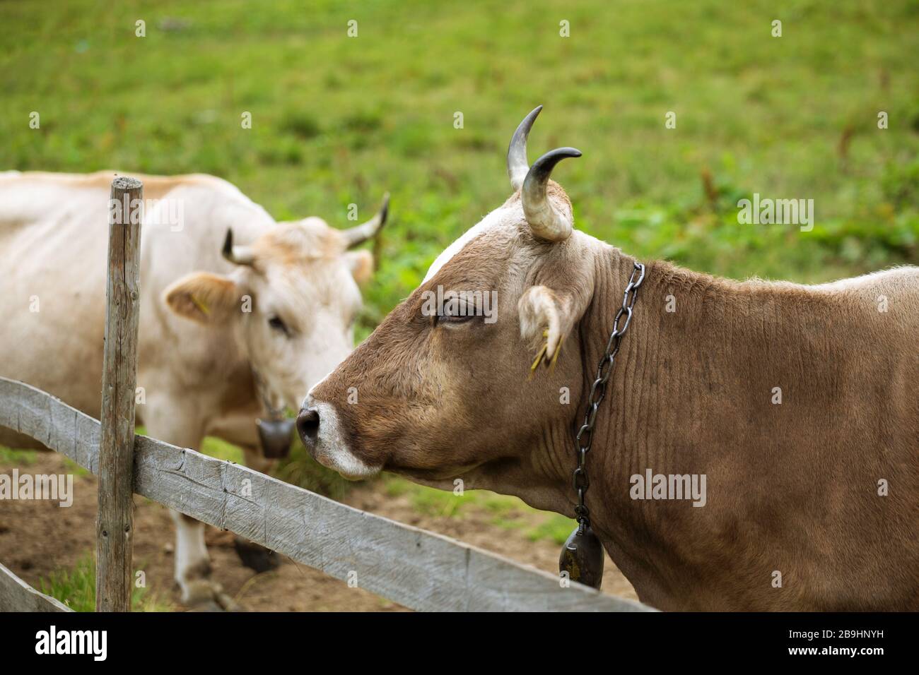 Vache de montagne Banque de photographies et d’images à haute ...