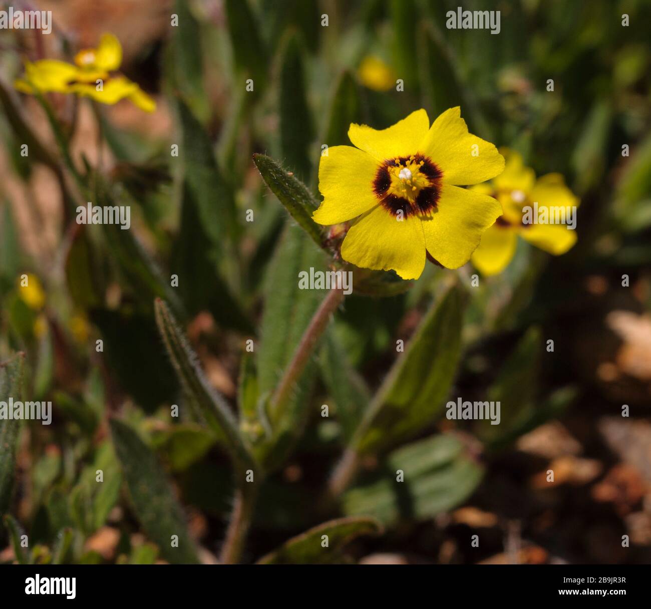 Tuberaria guttata Banque de photographies et d’images à haute ...