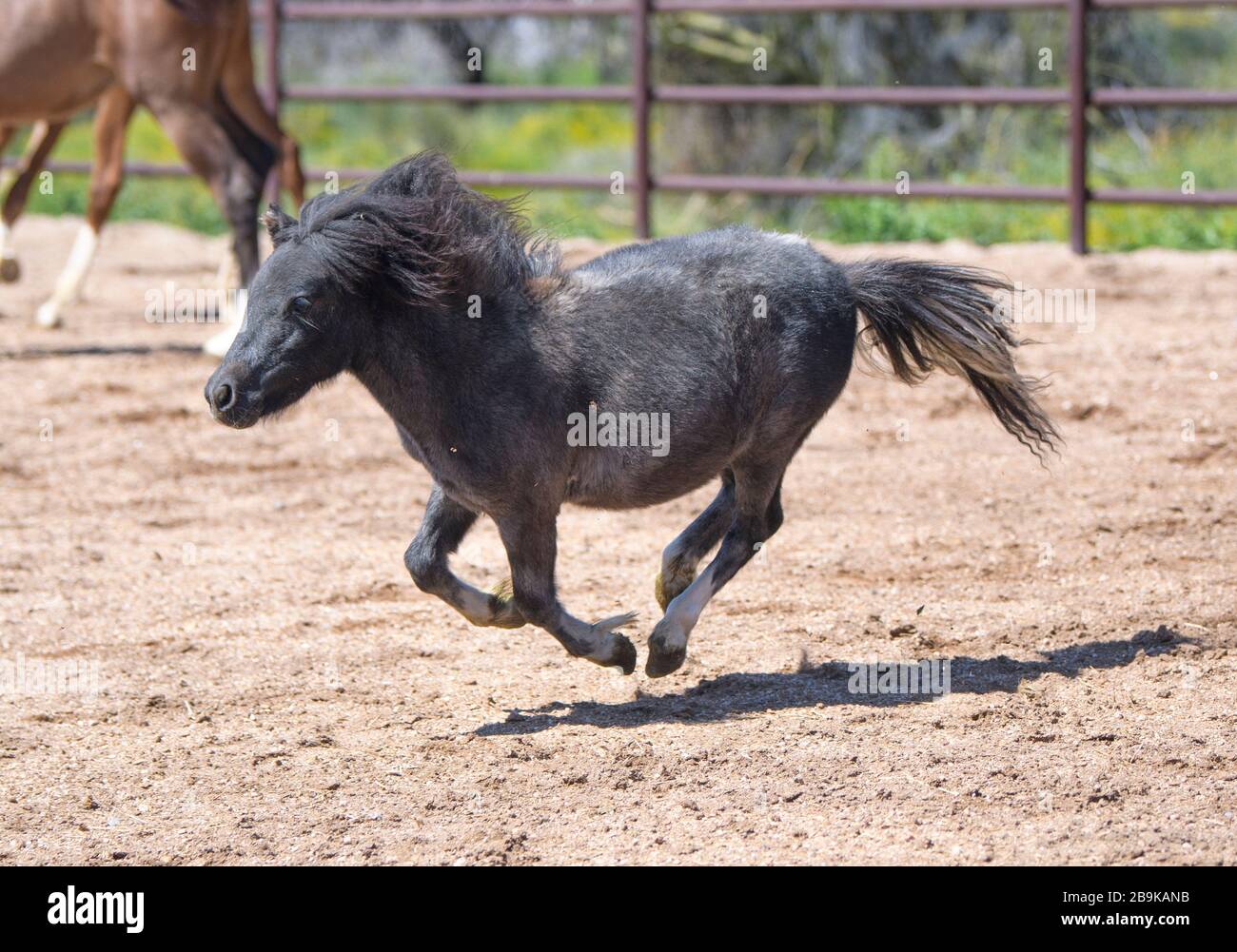 Cheval miniature noir Banque de photographies et d’images à haute ...
