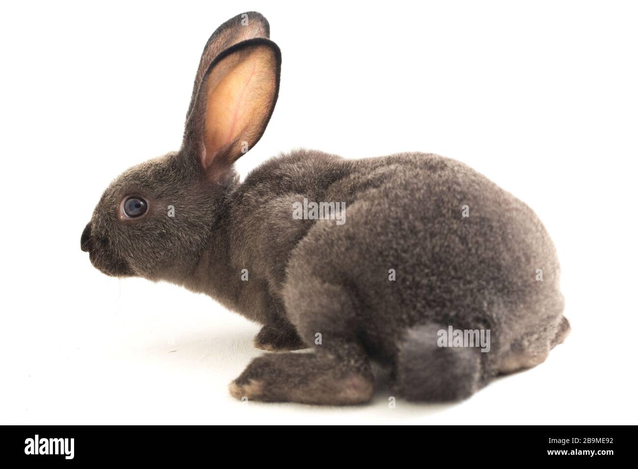 Lapin rex gris Banque de photographies et d’images à haute résolution - Alamy