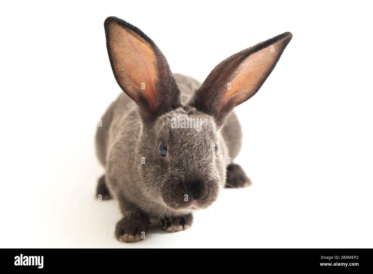 Lapin rex gris Banque de photographies et d’images à haute résolution ...