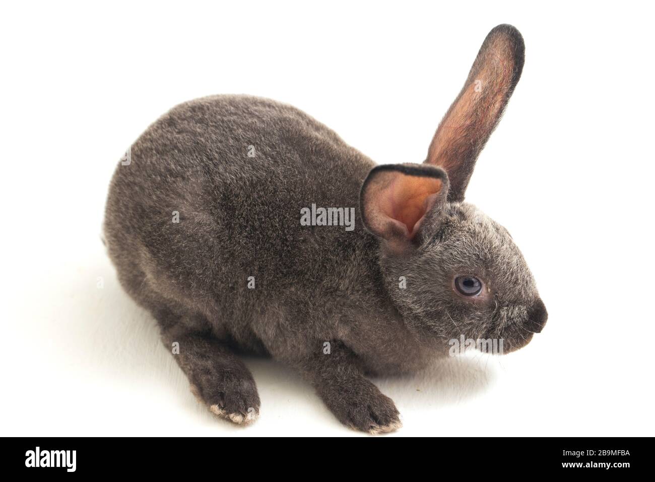 Lapin rex gris Banque de photographies et d’images à haute résolution - Alamy