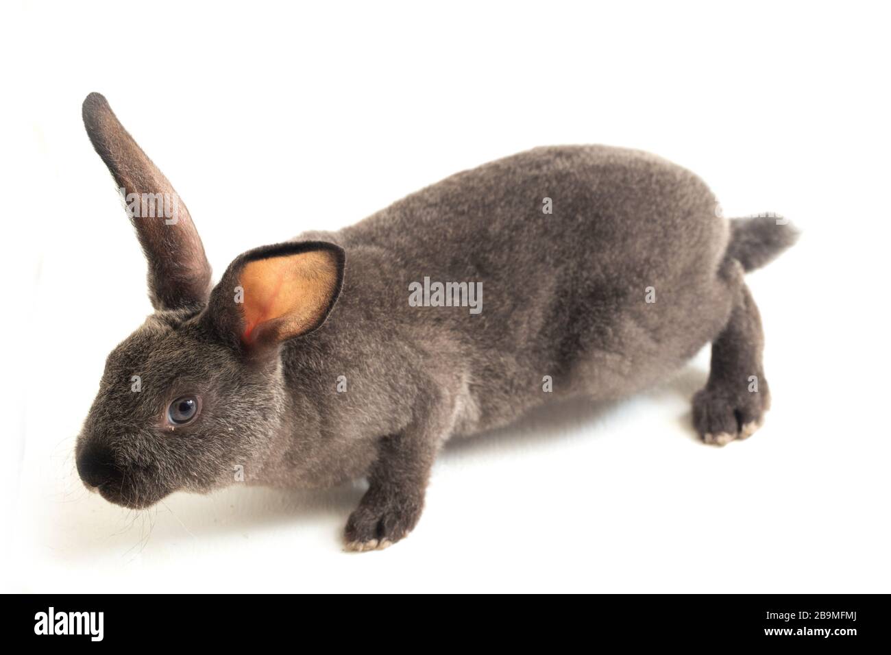 Lapin rex gris Banque de photographies et d’images à haute résolution - Alamy