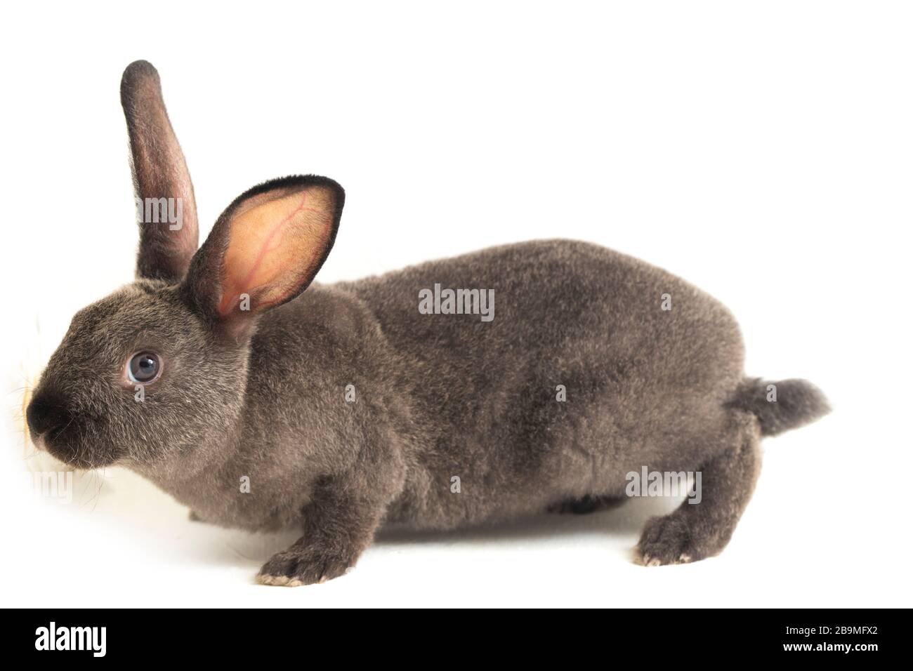 Lapin rex gris Banque de photographies et d’images à haute résolution ...