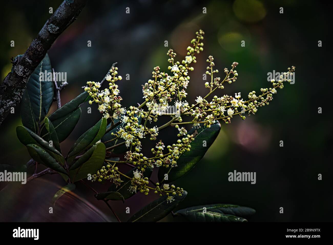 Fleurs de longane Banque de photographies et d’images à haute ...