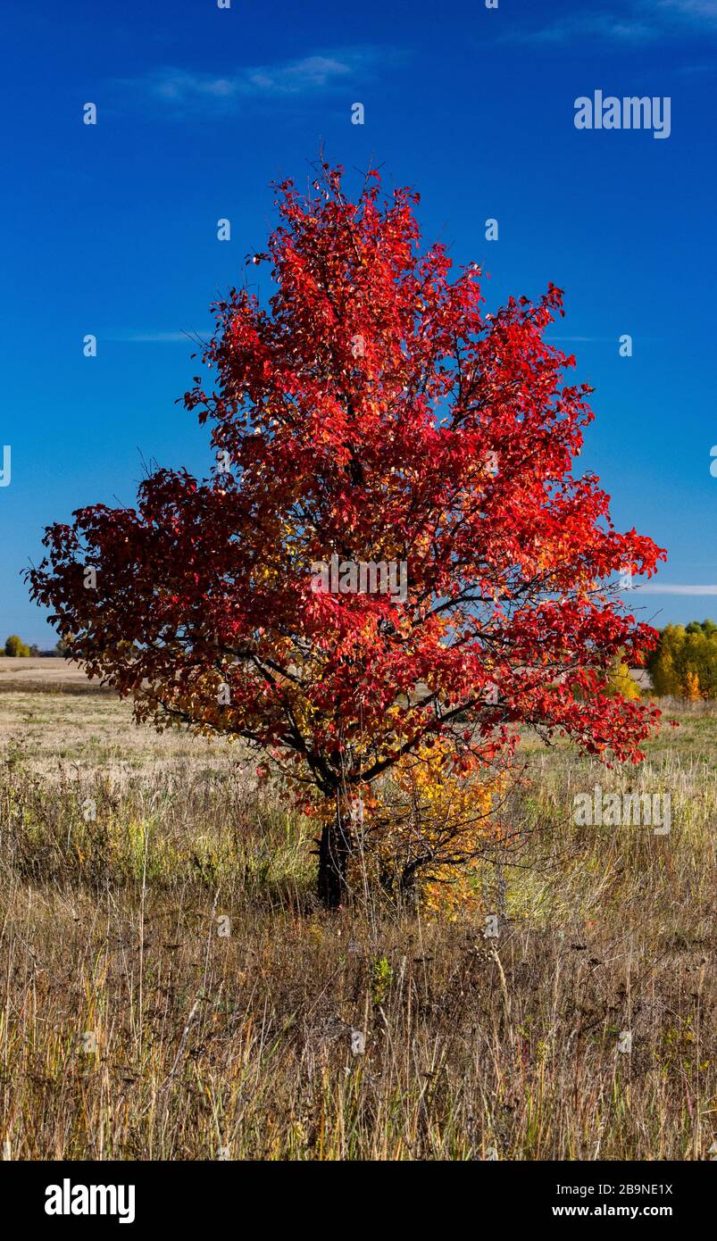 Tronc Arbre Au Sol Banque d'image et photos - Alamy