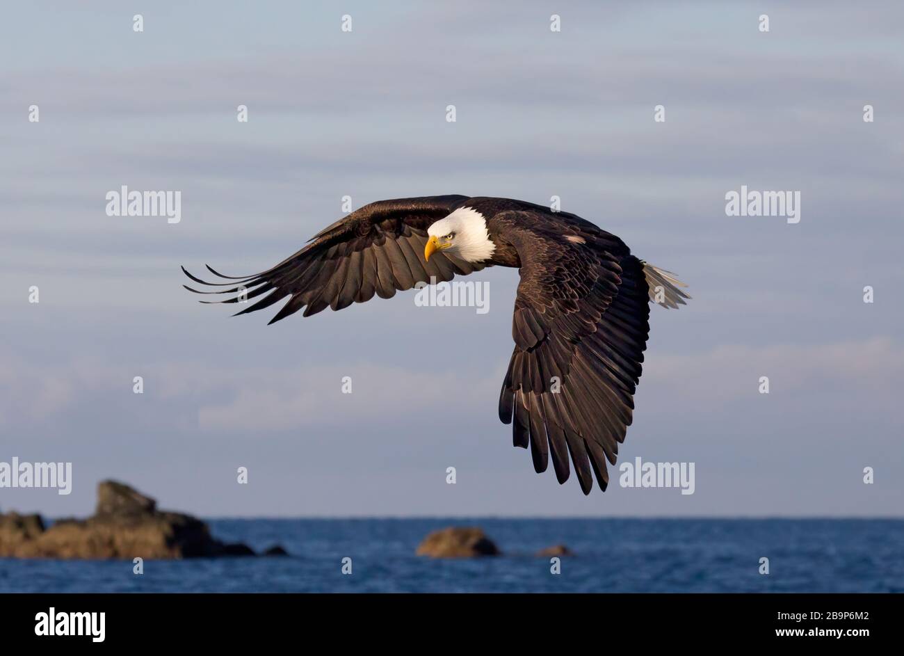 Vol adulte Banque de photographies et d’images à haute résolution - Alamy