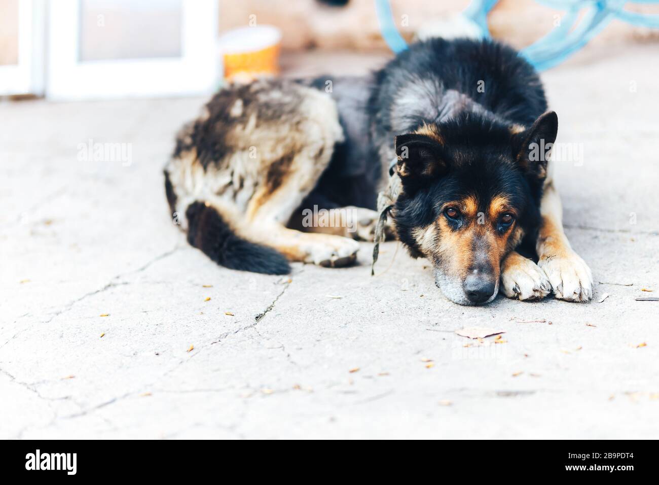 Dermatite et maladie de grand chien malade sur la peau de chien, zone ...