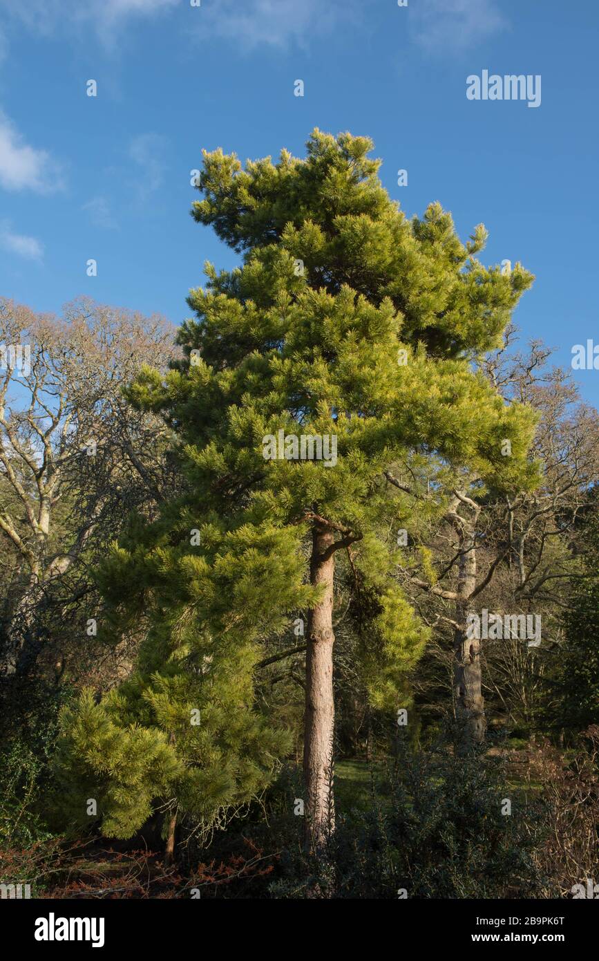 Pinus sylvestris aurea golden scots pine tree evergreen Banque de ...