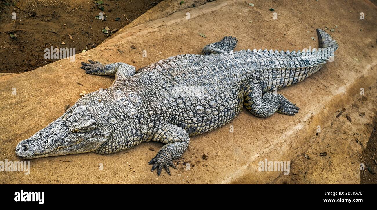 Crocodile allongé sur les rochers Photo Stock - Alamy