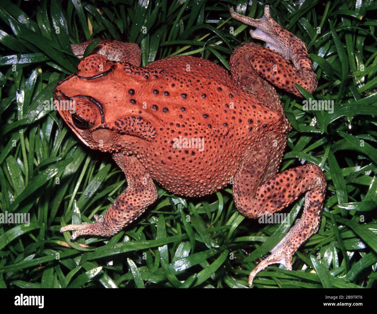 Duttaphrynus melanostictus Banque de photographies et d’images à haute ...