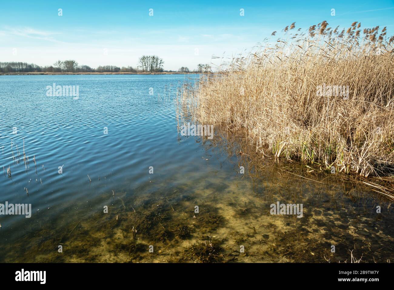 Rive du lac avec des roseaux Banque de photographies et d’images à haute résolution - Alamy