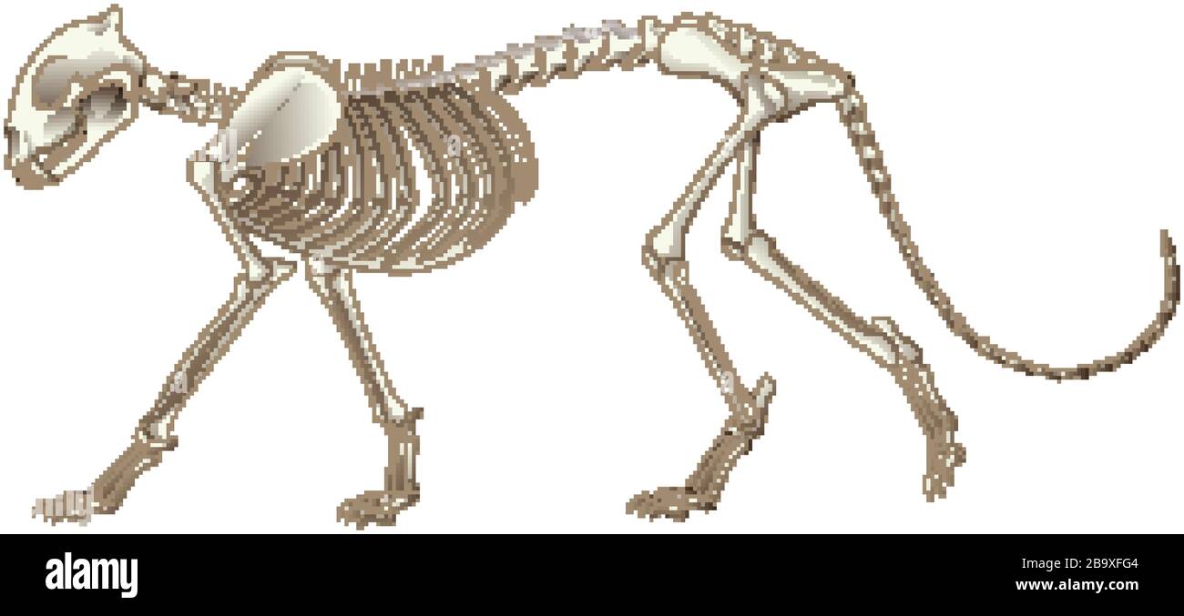 Anatomia de los animales domesticos Banque d'images vectorielles - Alamy