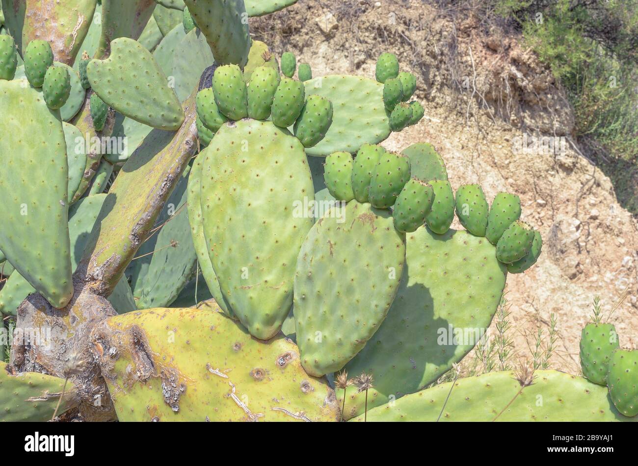 Opuntia ficus-indica (poire de Prickly). Espèces de cactus. Formes qui ...
