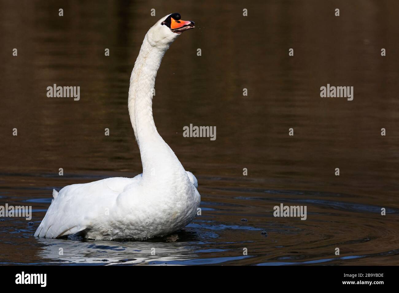 Partenariat avec le cygne muet Banque de photographies et d’images à haute résolution - Alamy