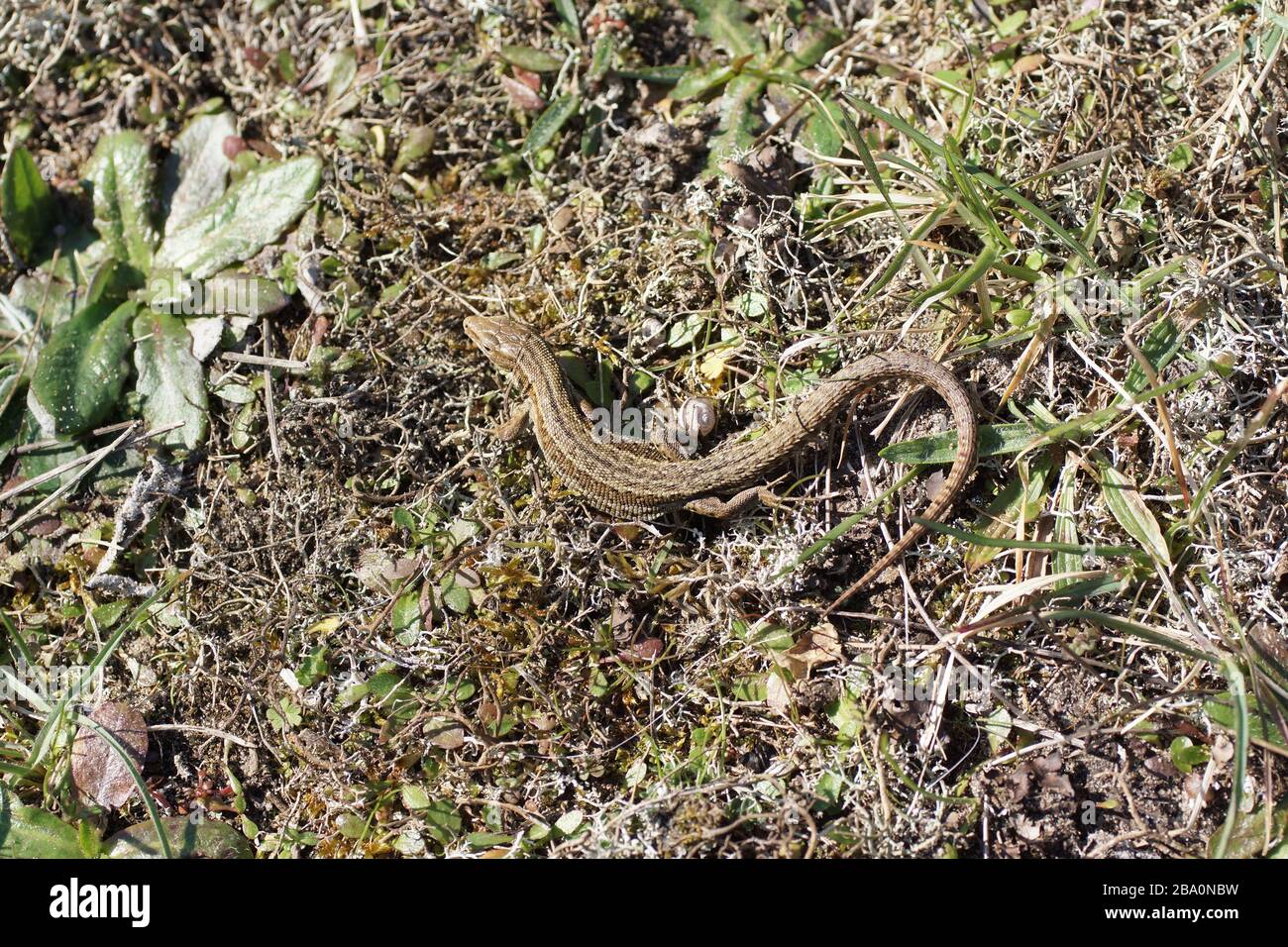 Common lizard lacerta zootoca vivipara Banque de photographies et d ...