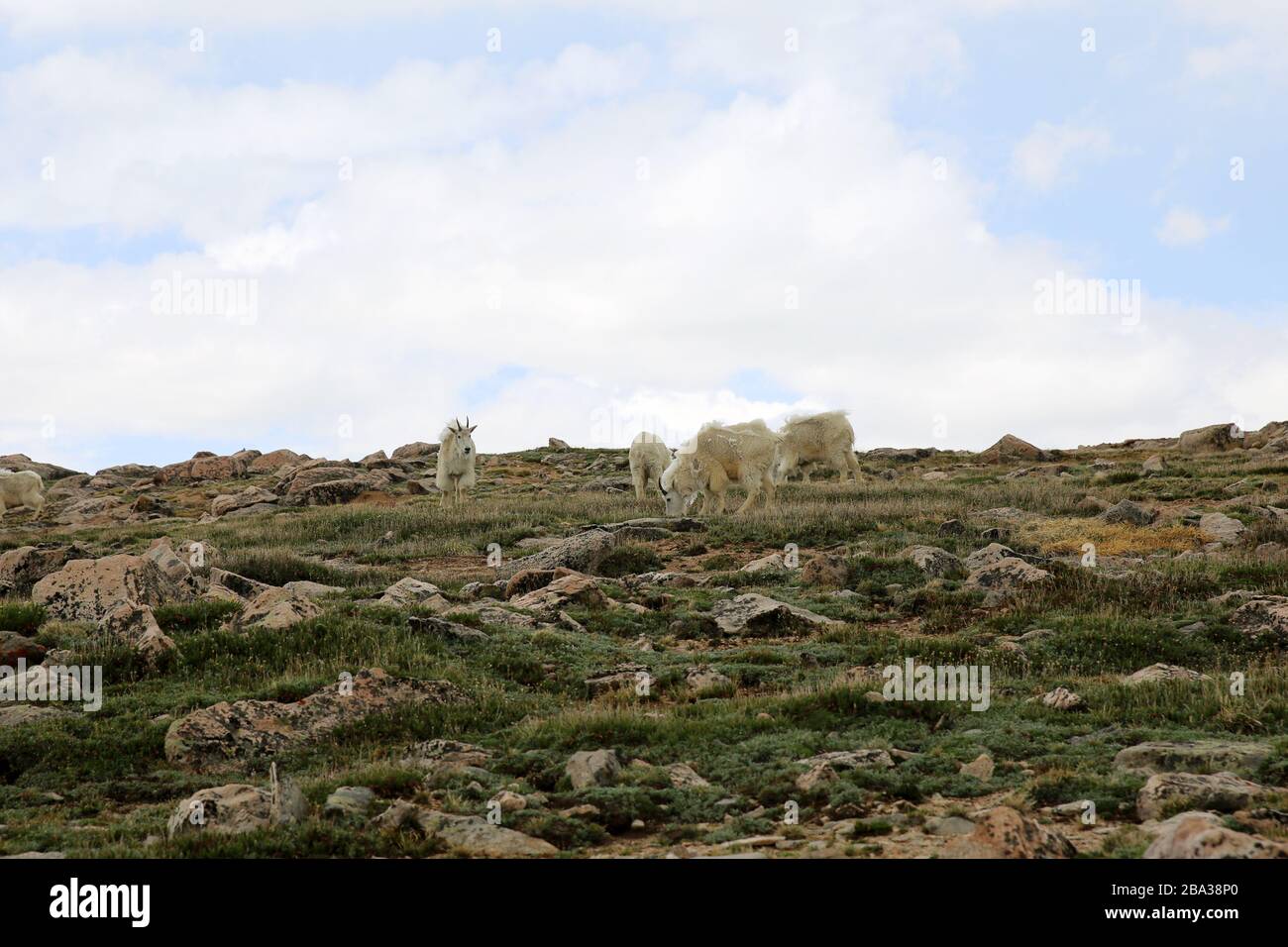 La faune du mont evans Banque de photographies et d’images à haute ...