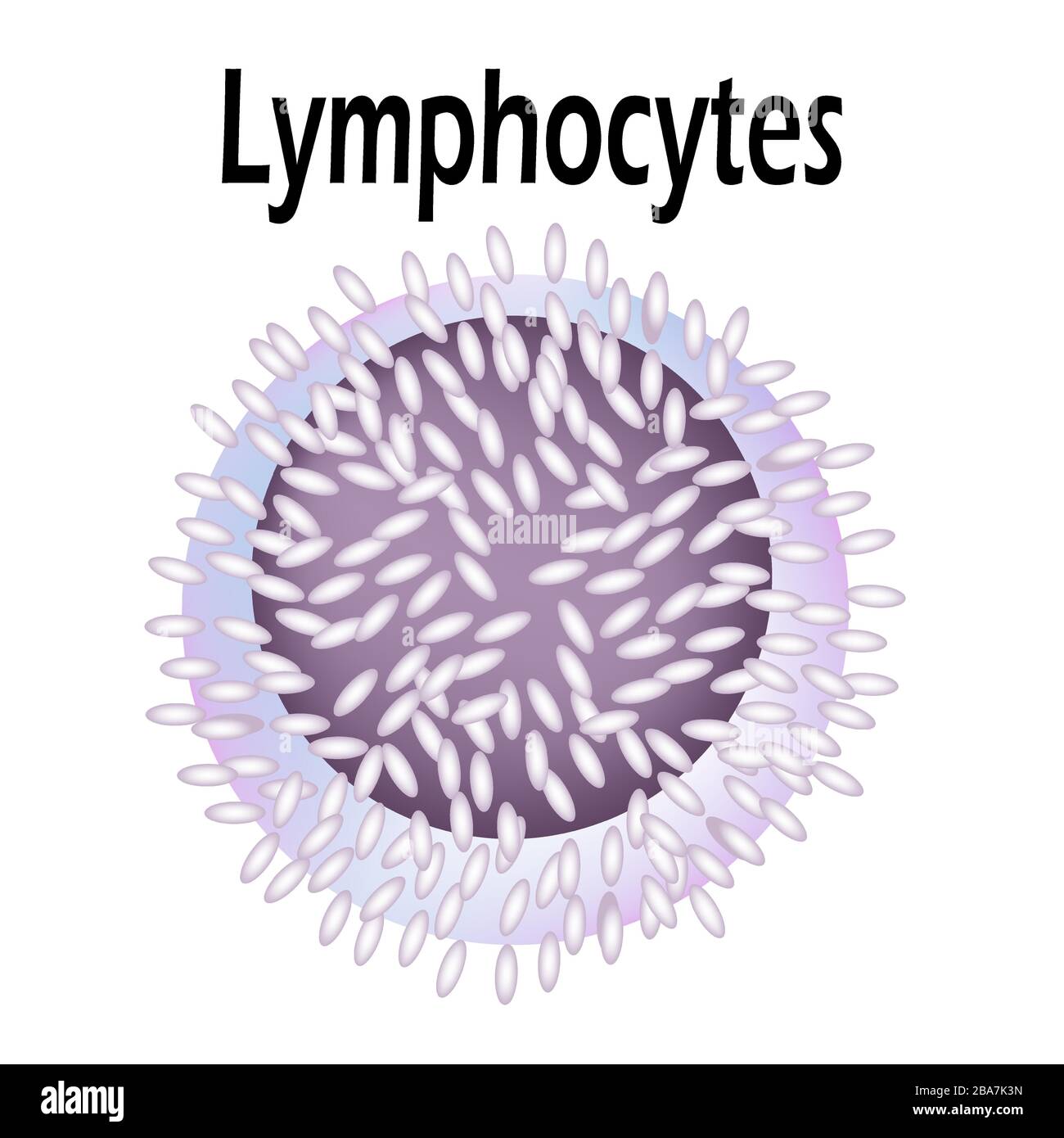 Lymphocyte b anticorps Banque d'images vectorielles - Alamy