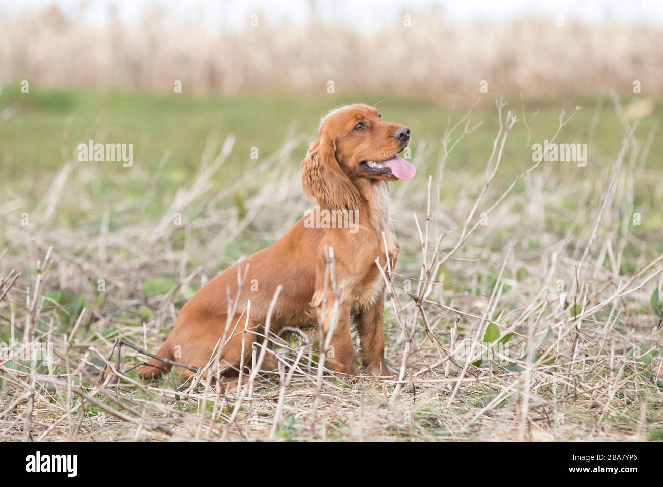 Working cocker spaniel Banque de photographies et d’images à haute ...
