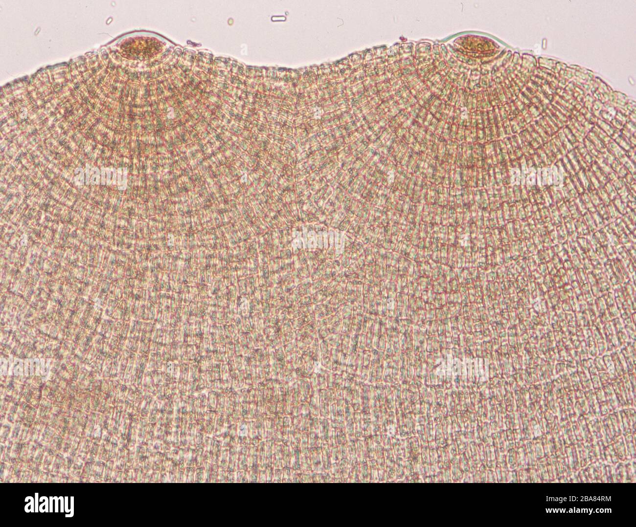 Eau de mer microscope Banque de photographies et d’images à haute ...