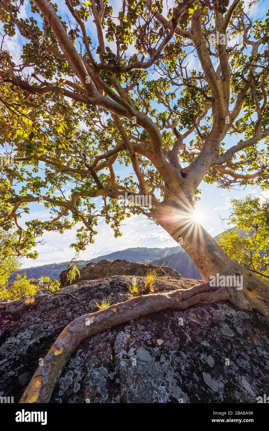 Ficus abutilifolia Banque de photographies et d’images à haute ...