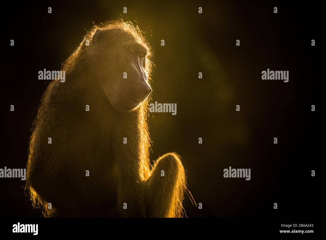 Gros singe Banque de photographies et d’images à haute résolution - Alamy
