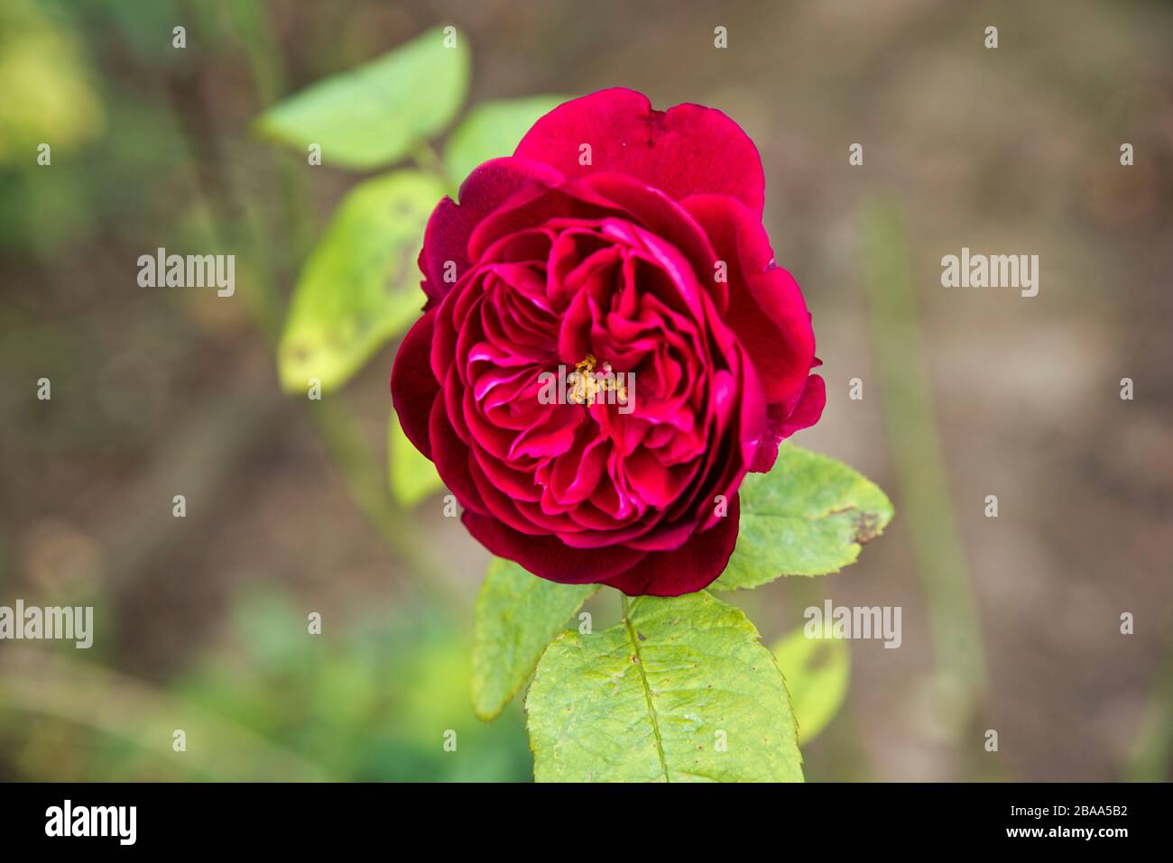 Rosa ld braithwaite rose Banque de photographies et d’images à haute ...