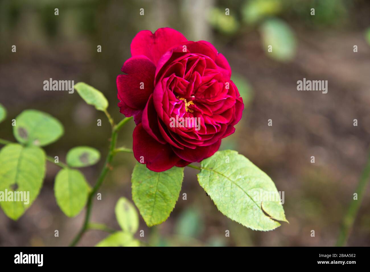 Rosa ld braithwaite rose Banque de photographies et d’images à haute ...