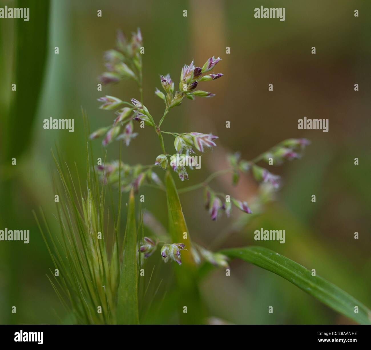Poa annua Banque de photographies et d’images à haute résolution - Alamy