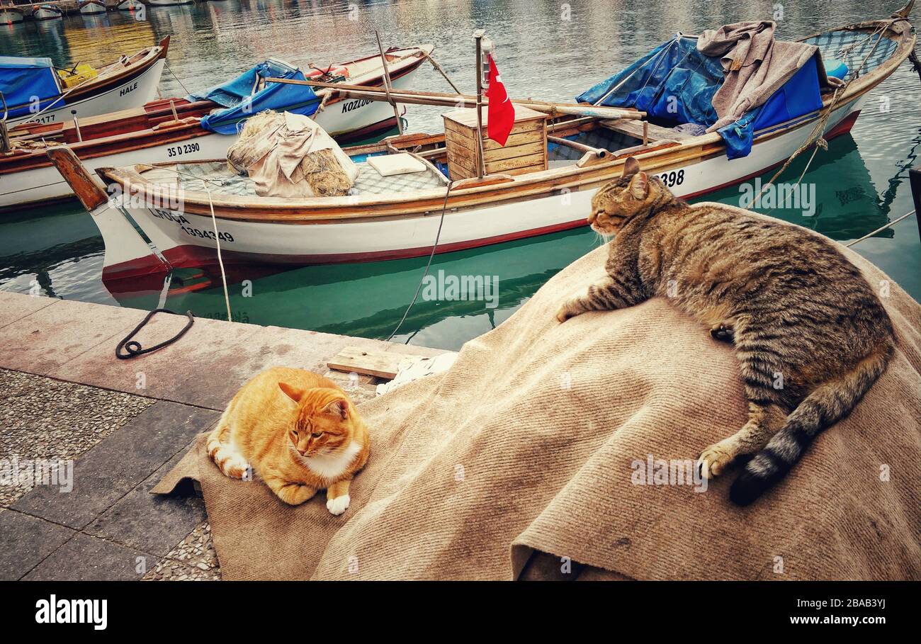 Chats sauvages mer rouge Banque de photographies et d’images à haute ...
